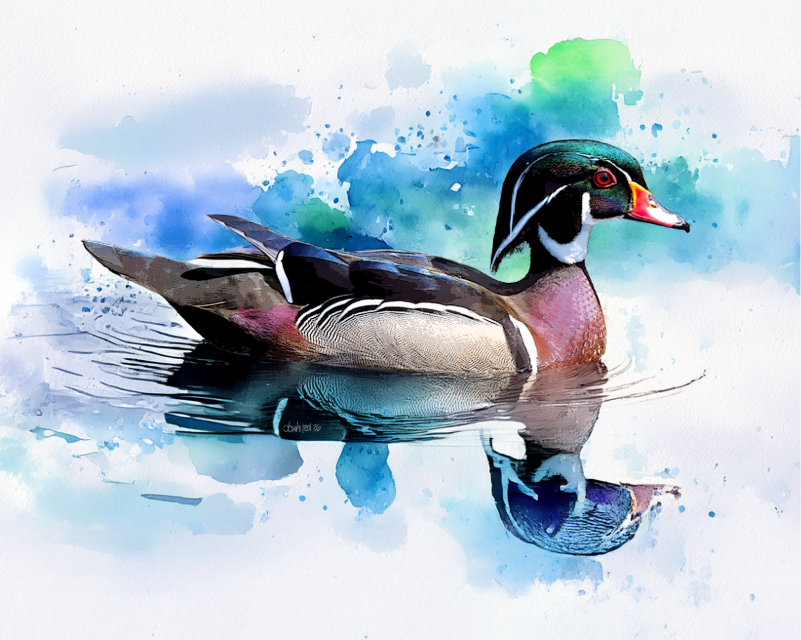 Wood Duck Wildlife Art | David Whited Art