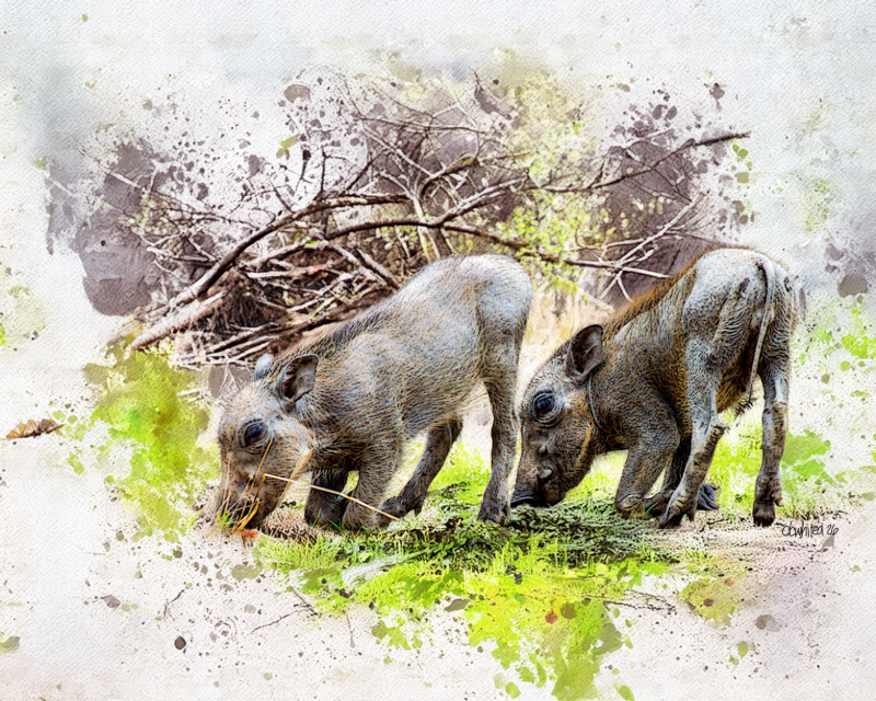Wildlife Archives | David Whited Art